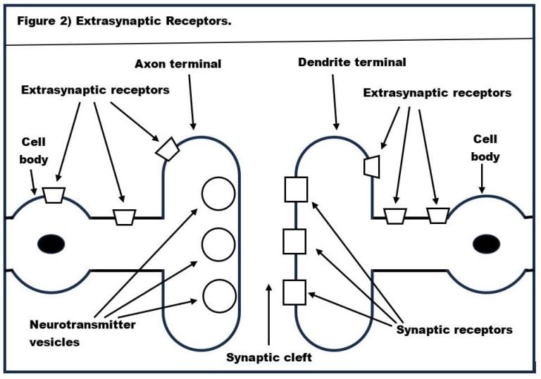 Alcohol and GABA: Why You Stagger, Slur, and Forget Things When Drunk ...